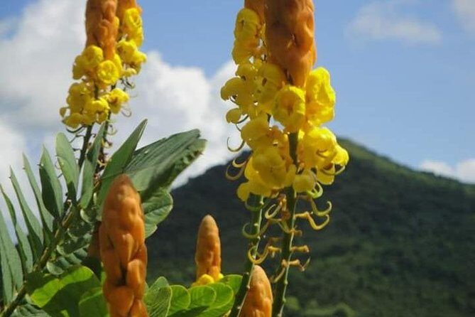 St Lucia Northern Island Tour - The Practical Side: Costs, Timing, and Value