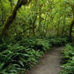 St. Lucia: Safi Estate, Volcano Waterfalls Experience - Discovering Saint Lucia’s Natural Treasures