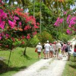 St Lucia: Sapphire Falls Hike with Cruise and Creole Lunch - Practical Details and Value