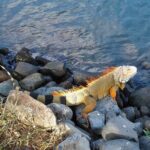 St.Maarten St.Martin Best Prime Tour - Guided Experience and Local Knowledge