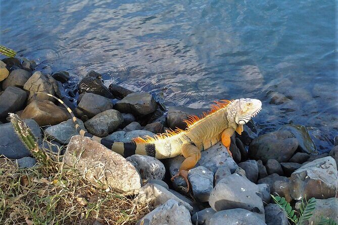 St.Maarten St.Martin Best Prime Tour - Guided Experience and Local Knowledge