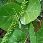 St. Martin or St. Maarten: Nature Hike Secret Beach Tour - What Past Travelers Say