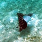 St Thomas Kayak and Sea Turtle Snorkel Excursion - Why This Tour Offers Great Value