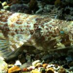 St Thomas Sea Turtle Snorkel Kayak Adventure Tour - Why Travelers Love This Tour