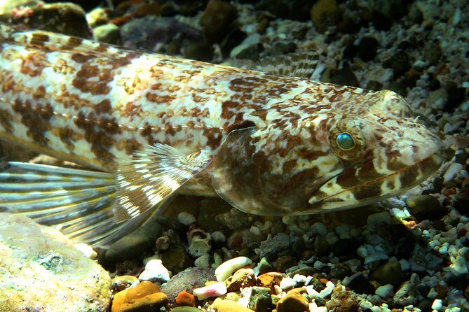St Thomas Sea Turtle Snorkel Kayak Adventure Tour - Why Travelers Love This Tour