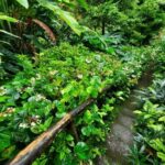 St. Vincent: Vermont Nature Trail - What to Expect on the Vermont Nature Trail Tour