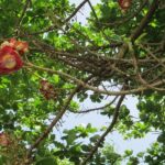 Stepping High Mountain Rastafari Herbs Tour - Practical Tips for Visitors