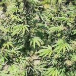 Stepping High Mountain Tour and Blue Hole Mineral Spring from Montego Bay - Final Thoughts: Who Will Love This Tour?