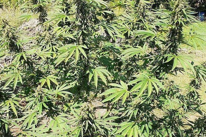 Stepping High Mountain Tour and Blue Hole Mineral Spring from Montego Bay - Final Thoughts: Who Will Love This Tour?