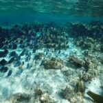 Stingray City Sandbar, Snorkel, Star fish Beach (Family operated) - Why This Tour Offers Great Value