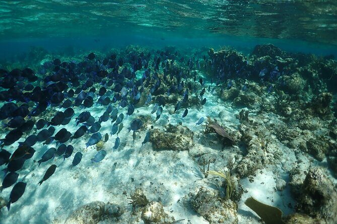 Stingray City Sandbar, Snorkel, Star fish Beach (Family operated) - Why This Tour Offers Great Value