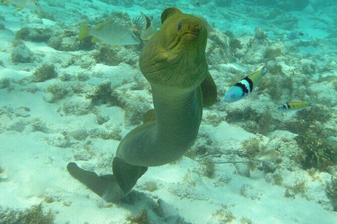 Stingray Sandbar, Snorkeling, and Starfish Point - The Practical Side: What to Expect