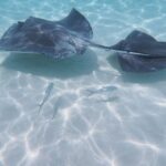 StingrayCity ,Coral Garden & Starfish Tour. - The Crew and Service