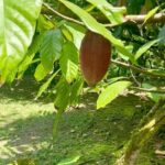 Sun Valley Plantation: Tropical paradise garden with hummingbirds - Transport, Timing, and Group Size