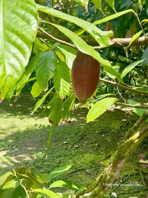 Sun Valley Plantation: Tropical paradise garden with hummingbirds - Transport, Timing, and Group Size