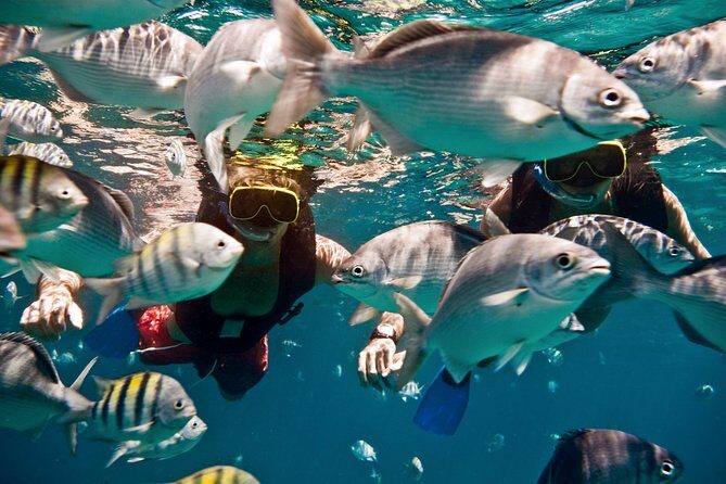 Sunset Catamaran and Snorkeling Cruise At Carlisle Bay - Transportation and Price – Is It Worth It?