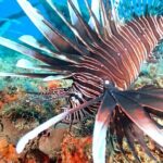 Sunset Snorkeling - The Value and Pricing