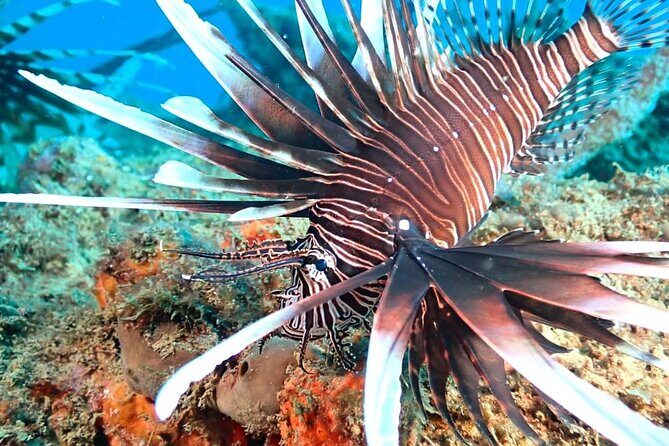 Sunset Snorkeling - The Value and Pricing