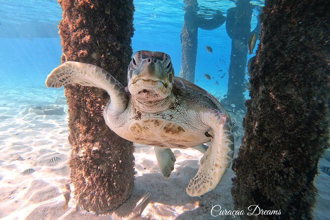 Swim and Snorkel with Sea Turtles - Deep Dive into the Itinerary