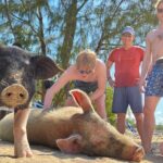 Swim with Famous Pigs at Rose Island - What’s Included and What to Expect