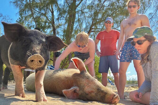 Swim with Famous Pigs at Rose Island - What’s Included and What to Expect