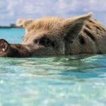 Swim with Pigs on a Tropical Island - Insights from Reviewers