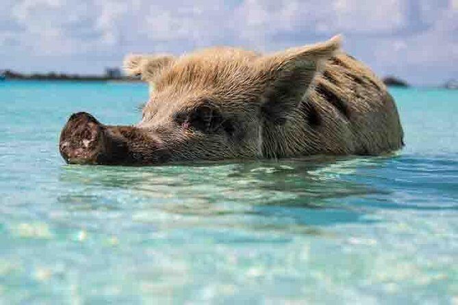 Swim with Pigs on a Tropical Island - Insights from Reviewers