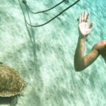 Swim with Turtles at Turtle Bay, Curacao: Boat, Blue Room Cave - Whats Included and Whats Not