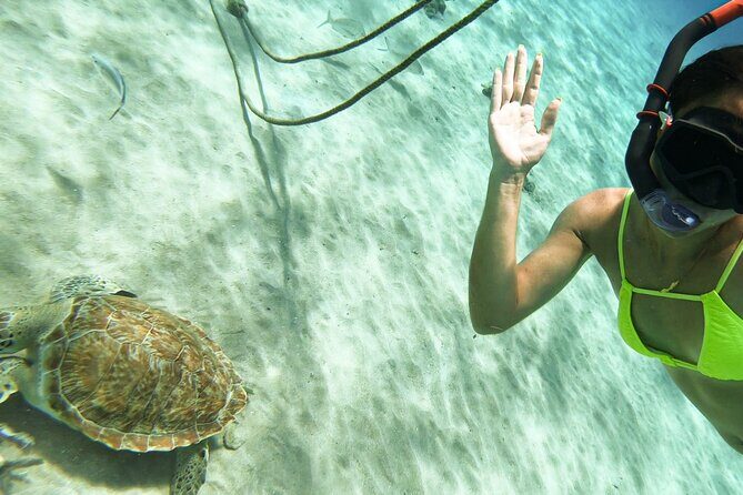 Swim with Turtles at Turtle Bay, Curacao: Boat, Blue Room Cave - Whats Included and Whats Not