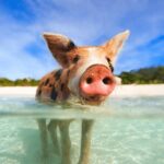 Swimming Pigs and Snorkeling Adventure on Athol Island - Whats Included and What to Keep in Mind