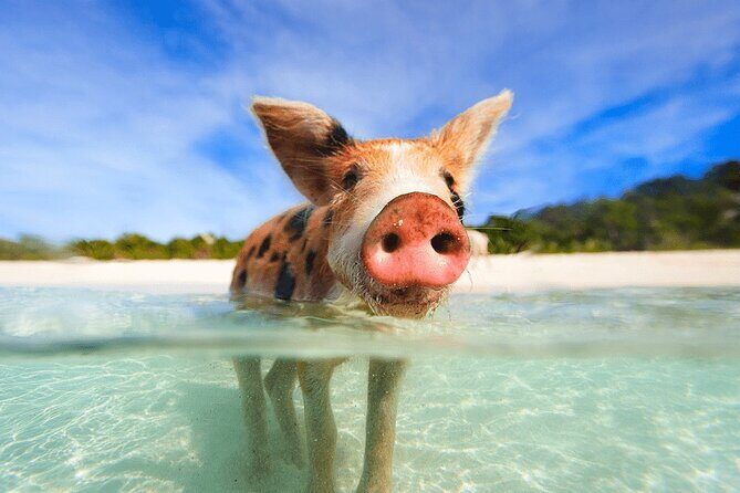 Swimming Pigs and Snorkeling Adventure on Athol Island - Whats Included and What to Keep in Mind