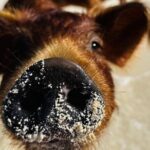 Swimming Pigs Encounter and Rose Island Beach Day Adventure - What’s Included and What’s Not