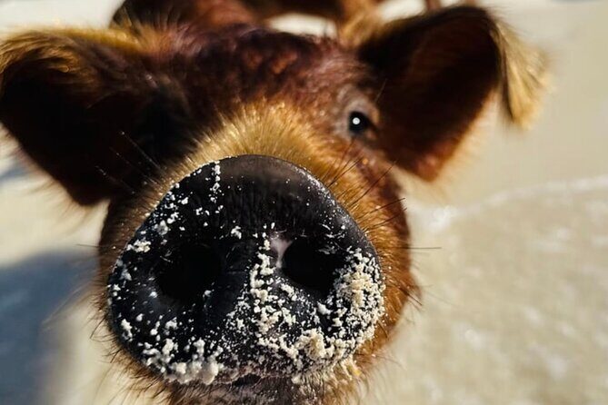 Swimming Pigs Encounter and Rose Island Beach Day Adventure - What’s Included and What’s Not