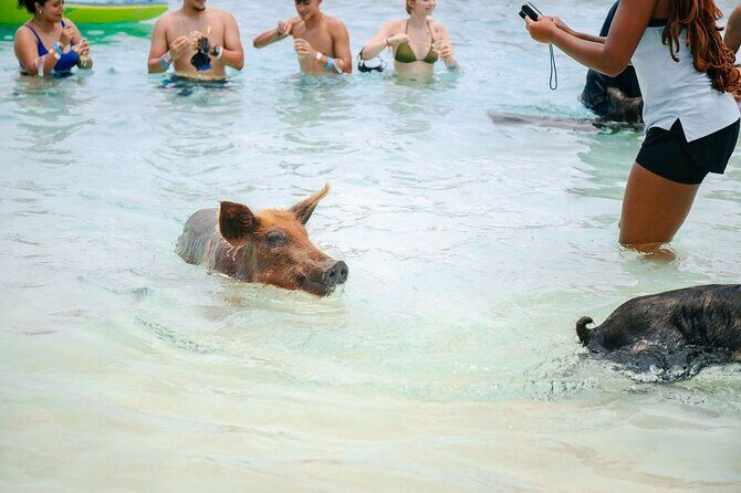 Swimming Pigs Of Rose Island & Beach Day - Group Tour - Review Highlights and Authentic Opinions