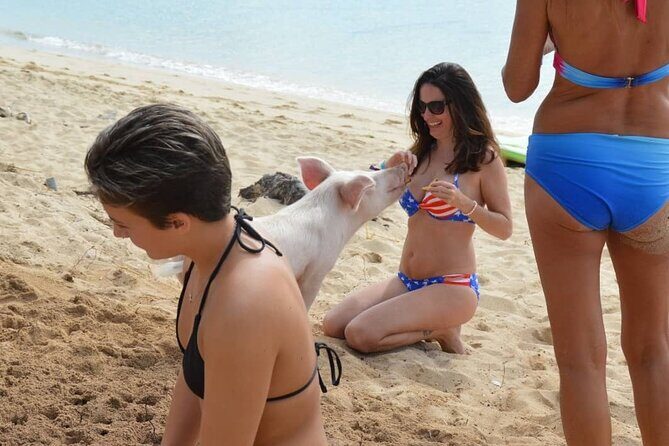 Swimming Pigs & Tour with Transportation to Rose Island - Authentic Insights from Reviews