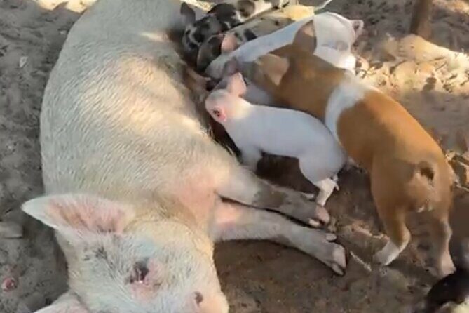 Swimming Pigs, Turtles & Reef Snorkel in Nassau-Champion Tours - Final Thoughts