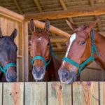 Swimming with Horses at the Beach from Punta Cana Free transportation - What to Expect During the Tour