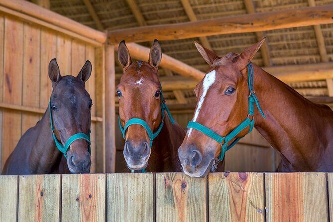 Swimming with Horses at the Beach from Punta Cana Free transportation - What to Expect During the Tour