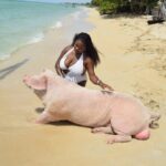 Swimming with Pigs in Nassau, Transportation Included - Analyzing the Experience