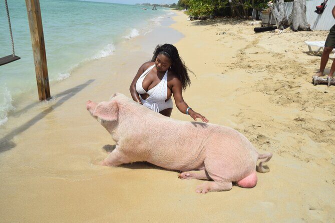 Swimming with Pigs in Nassau, Transportation Included - Analyzing the Experience