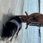 Swimming with the pigs, turtles and reef snorkeling!!! - Practical Details and Value