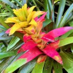 Taste of Barbados - What to Expect Throughout the Day