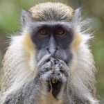 Taste of Barbados Full-Day Sightseeing tour - Authentic Experiences and Tips