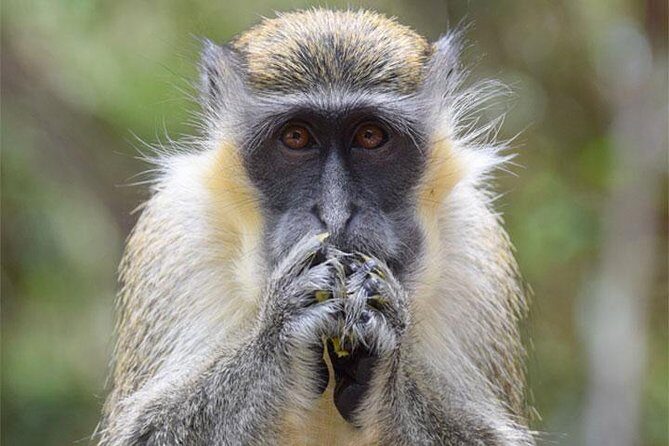 Taste of Barbados Full-Day Sightseeing tour - Authentic Experiences and Tips