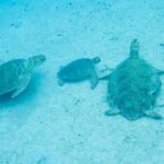The Frederiksted St. Croix Sea Turtles Snorkeling Tour - The Value Proposition