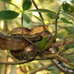 The Scarlet Ibis - Caroni Swamp Tour - Practical Details: What to Expect