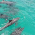 Tobago: Coastal Boat Tour with Snorkeling and Rum Punch - Practical Details and What to Expect