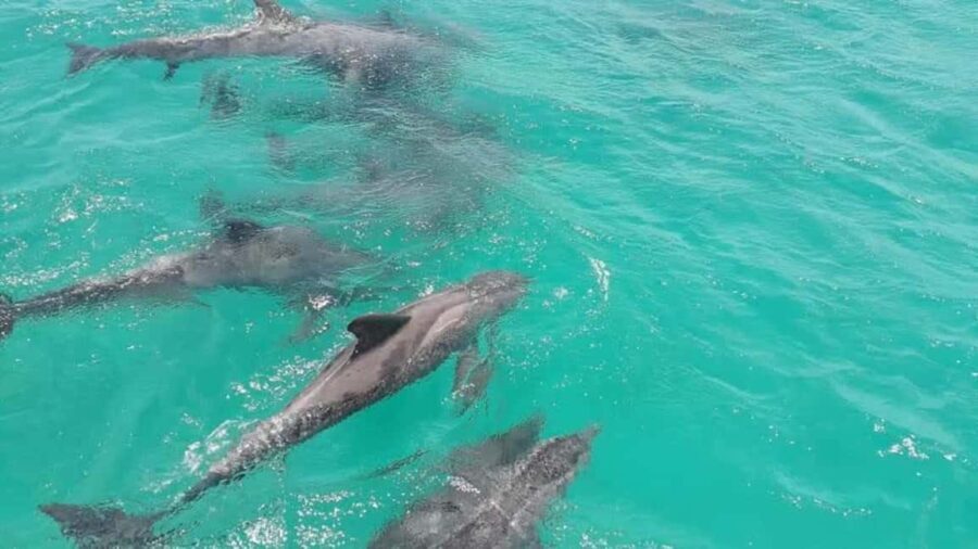 Tobago: Coastal Boat Tour with Snorkeling and Rum Punch - Practical Details and What to Expect