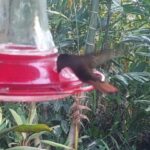 Tobago: Hummingbird Tour - What Makes This Tour Stand Out