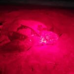 Tobago: Leatherback Turtle Nesting Tour with Pickup - The Itinerary and What to Expect